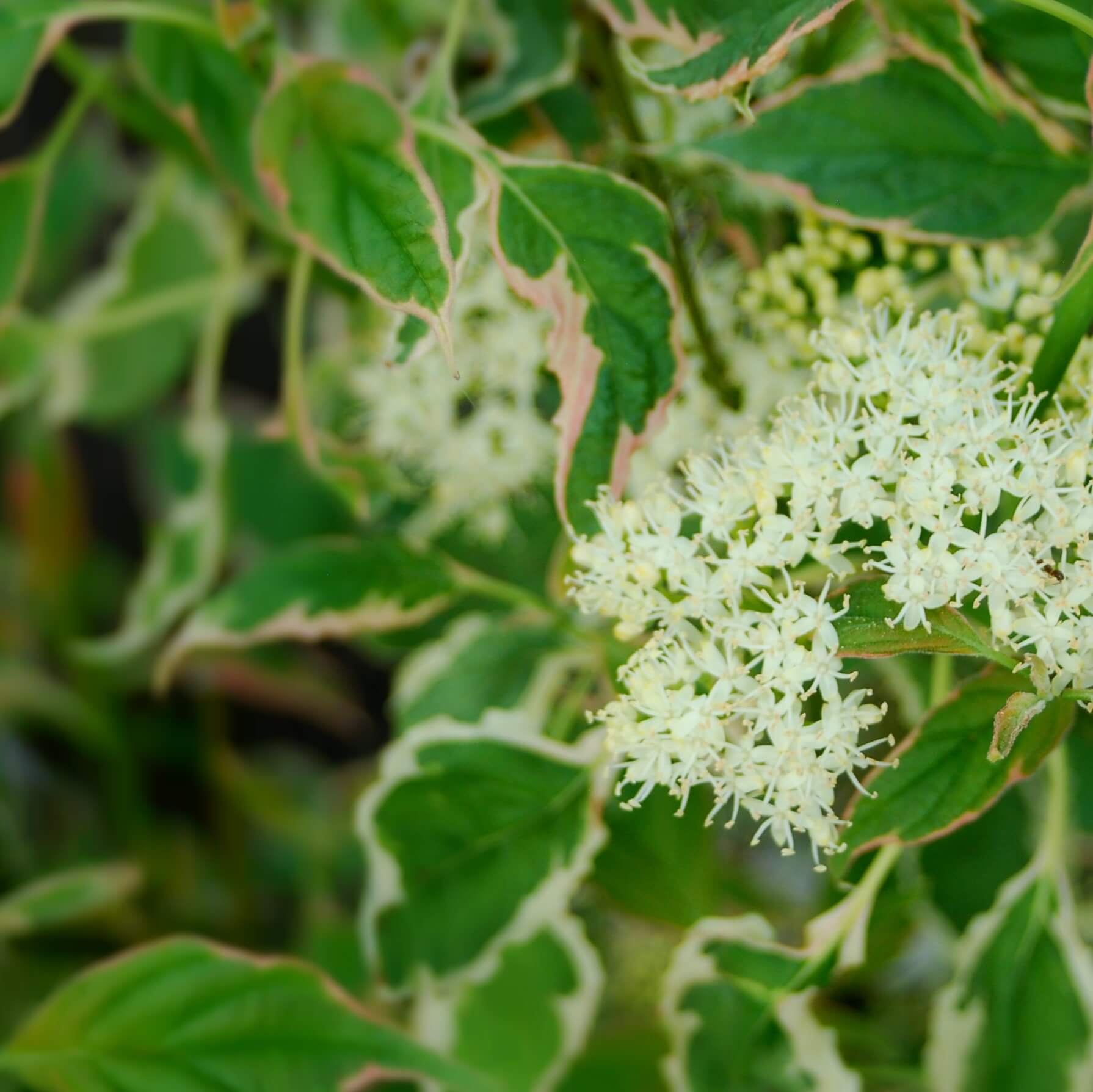 Cornus foto's - Boomkwekerij W.J. Van Ooi V.O.F.
