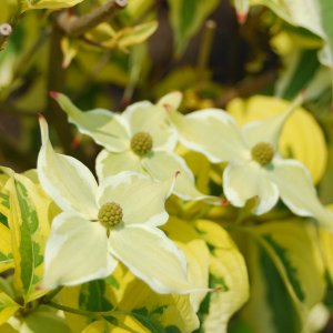 Cornus foto's - Boomkwekerij W.J. Van Ooi V.O.F.